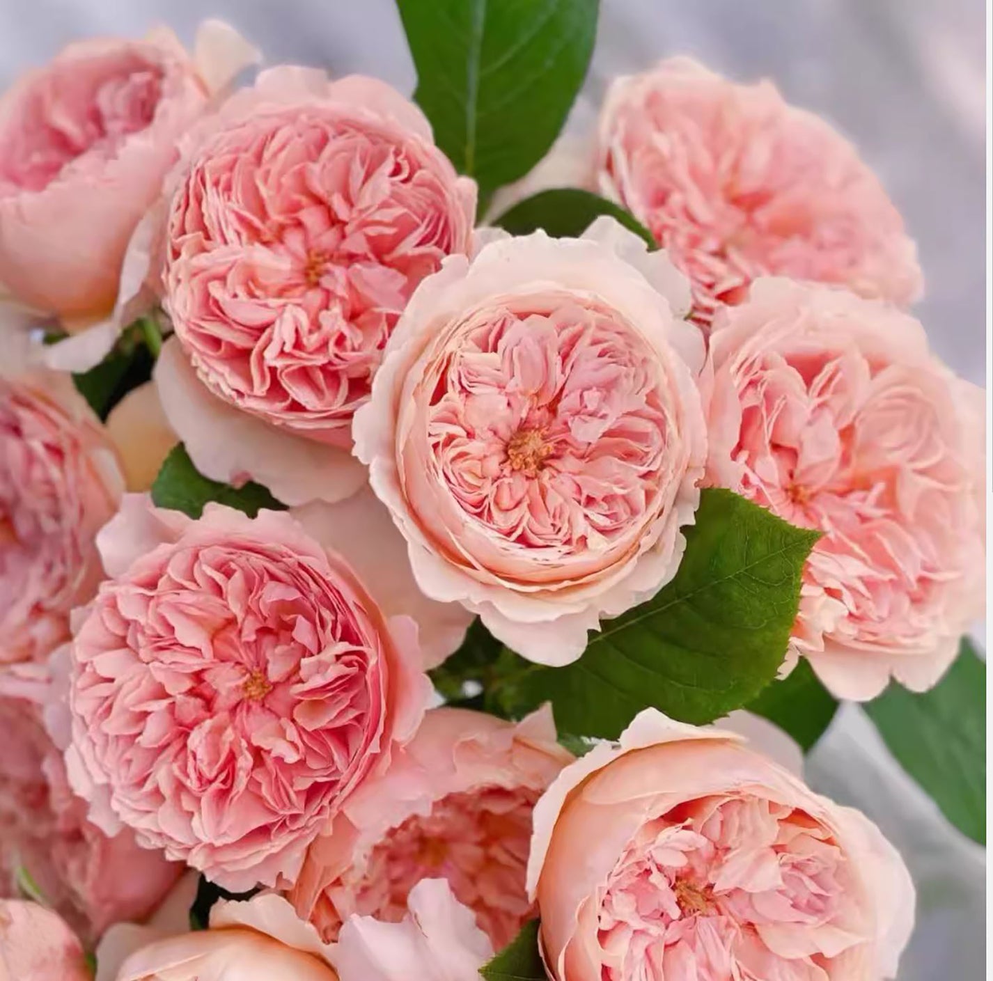 Masora 真宙，Shrub Rose, Disease Resistance，Award-winning，Non-Grafted/Own ...