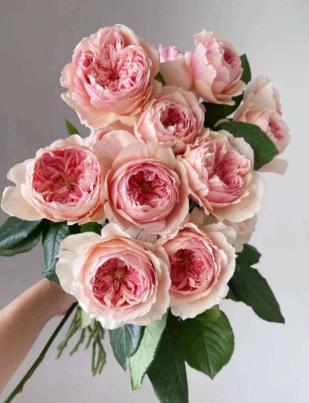 Asian Rose Species – SpringlandFlowers