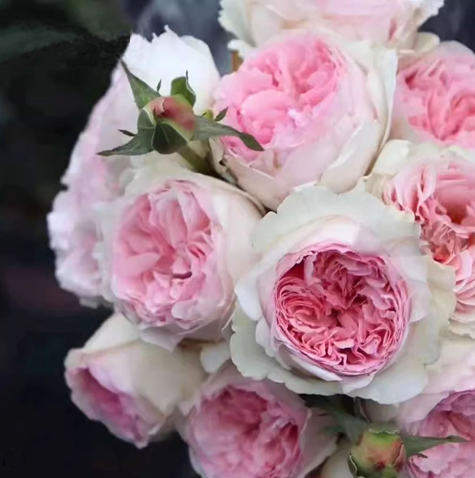 Asian Rose Species – SpringlandFlowers