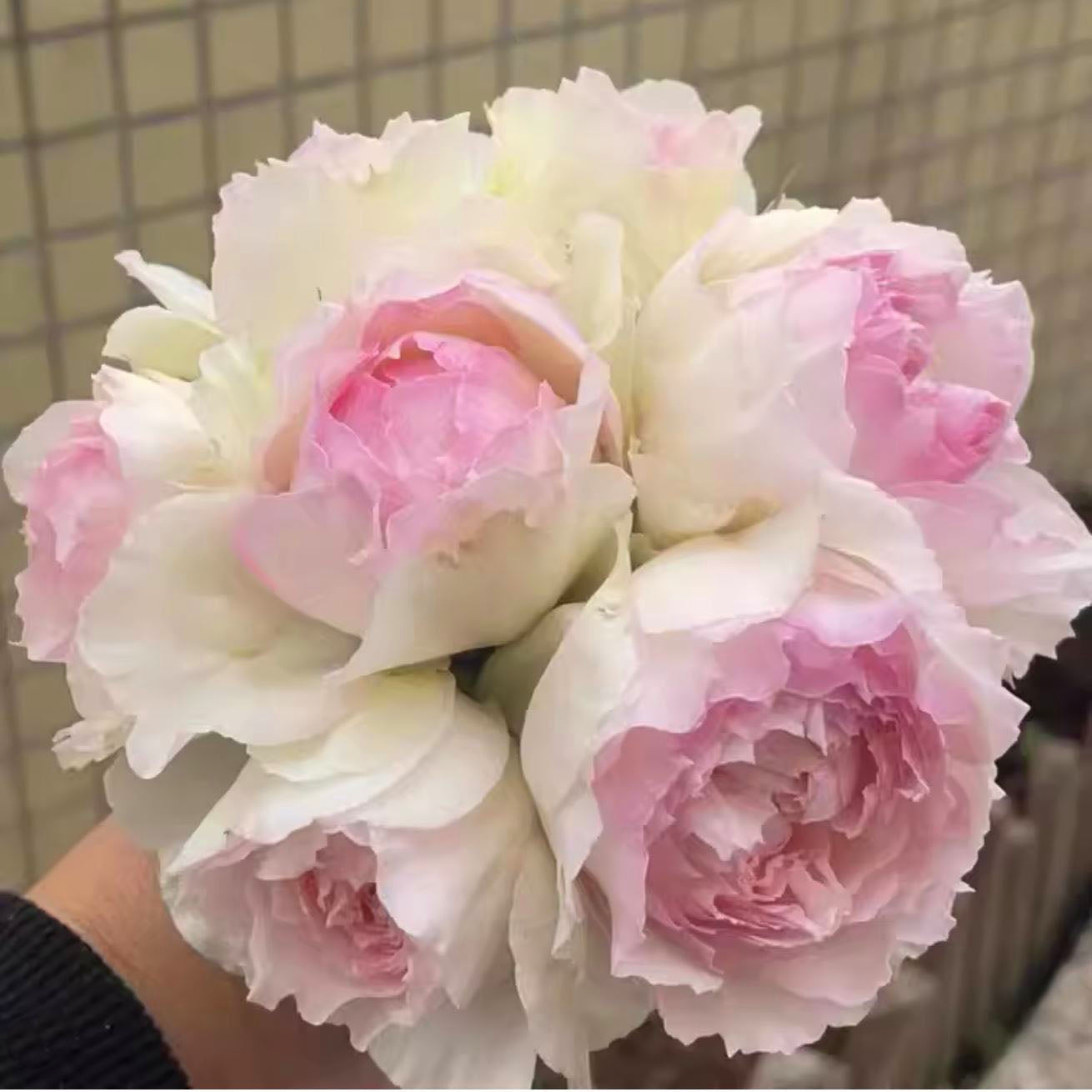M-Perzik 佩尔朱克ペルジューク , Japanese Shrub Rose, 2 Years Old 1 Gal, Non-Graf ...