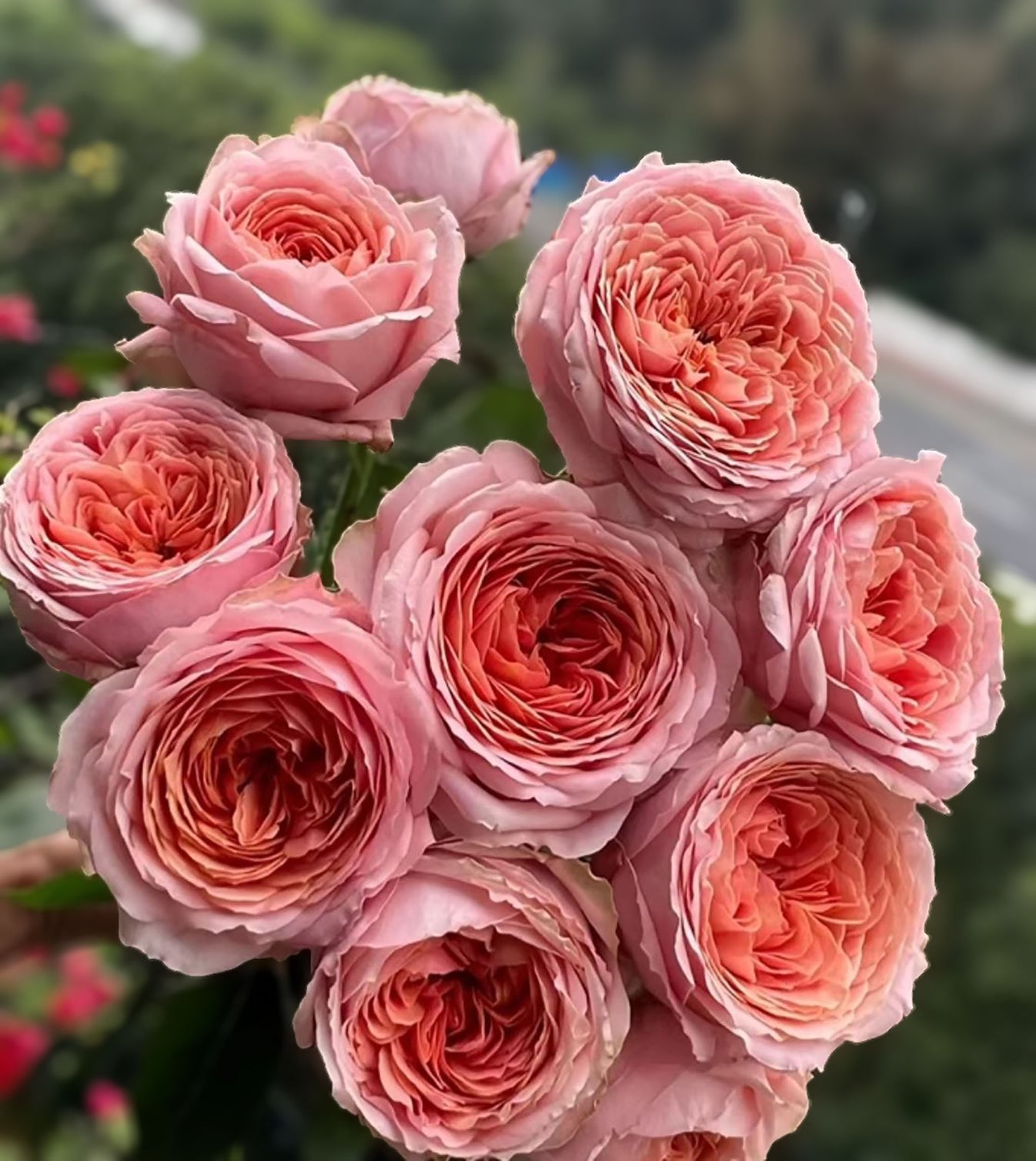 #SPG086， Romantic Antike 浪漫古董, Florists Shrub Rose. Non-Grafted/Own Ro ...