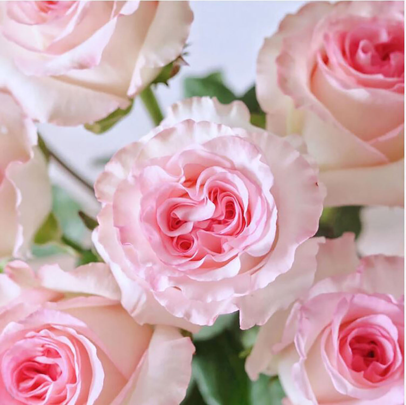 Rose Goddess of the Luo River 洛神, Non-Grafted/Own Root. – SpringlandFlowers