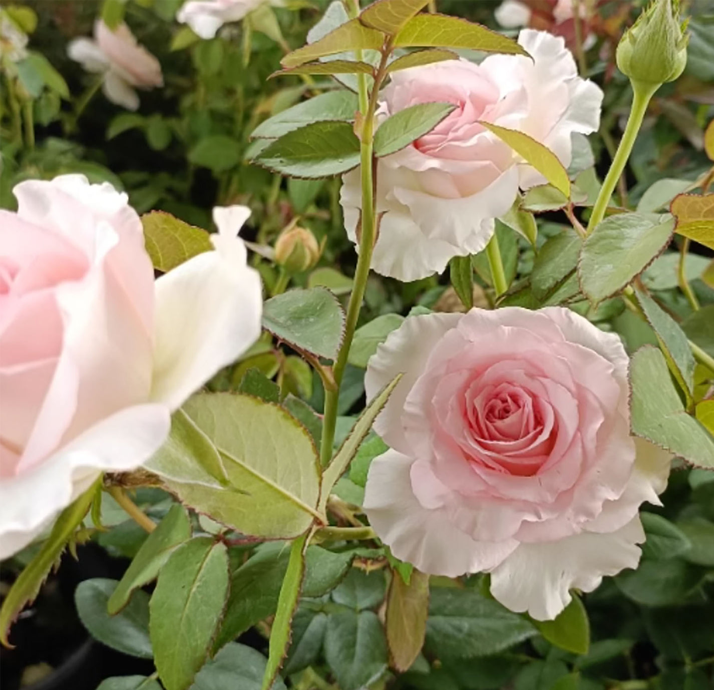 Rose Goddess of the Luo River 洛神, Non-Grafted/Own Root. – SpringlandFlowers