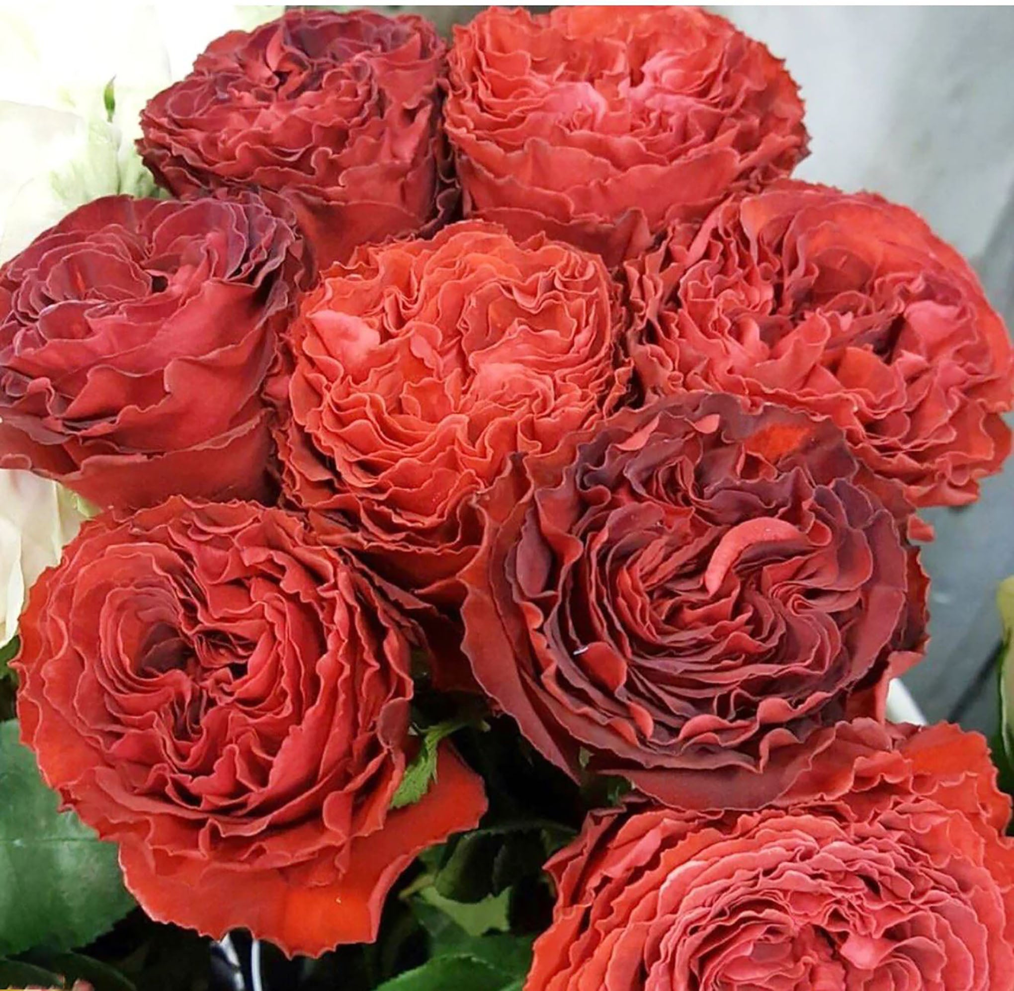 Samarcanda 红舞裙，Shrub Rose, Non-Grafted/Own Root. – SpringlandFlowers