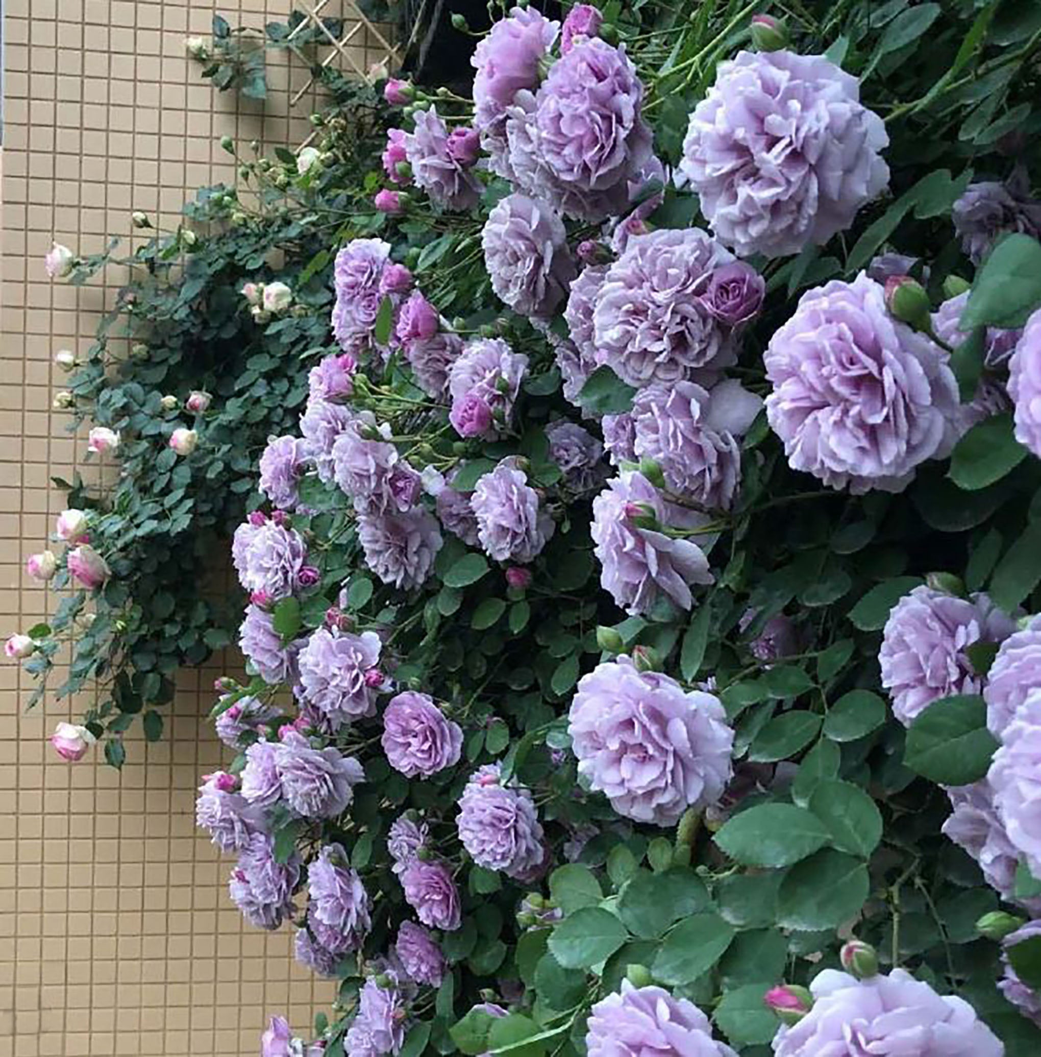 Climbing Rose – SpringlandFlowers