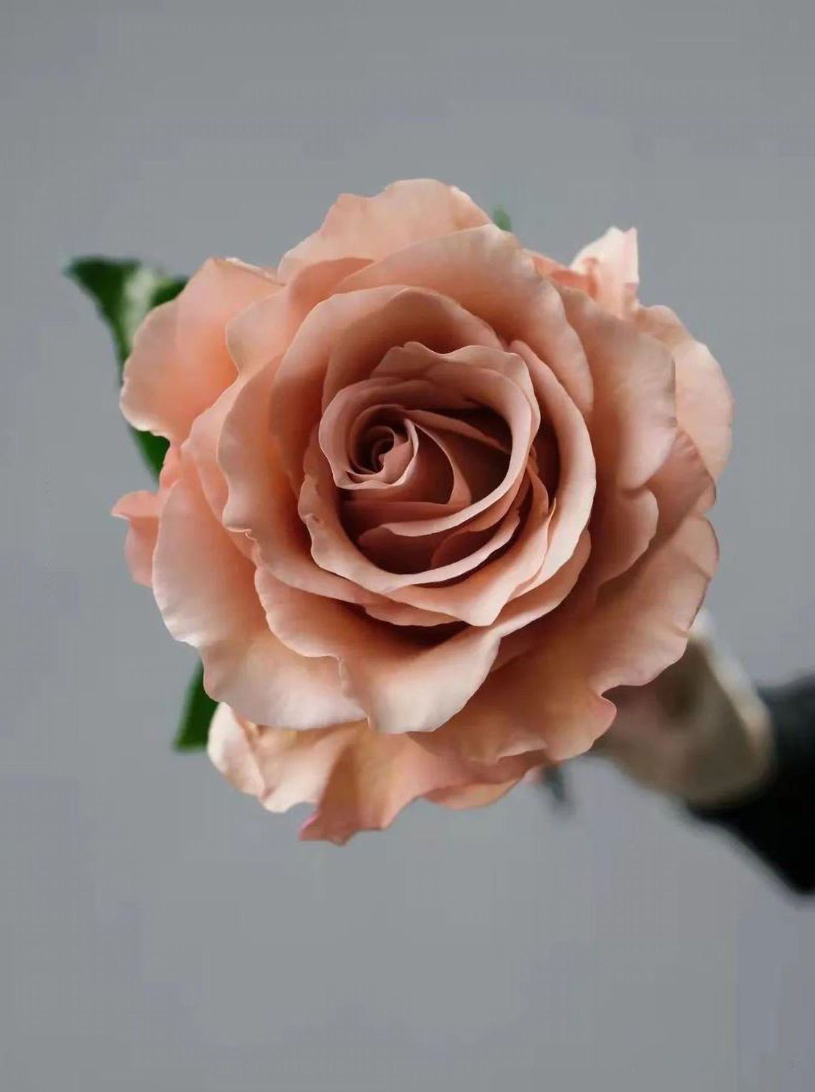 RP Moab 莫泊，Florist Shrub Rose，Upright, Heat-tolerant, disease-resistan ...