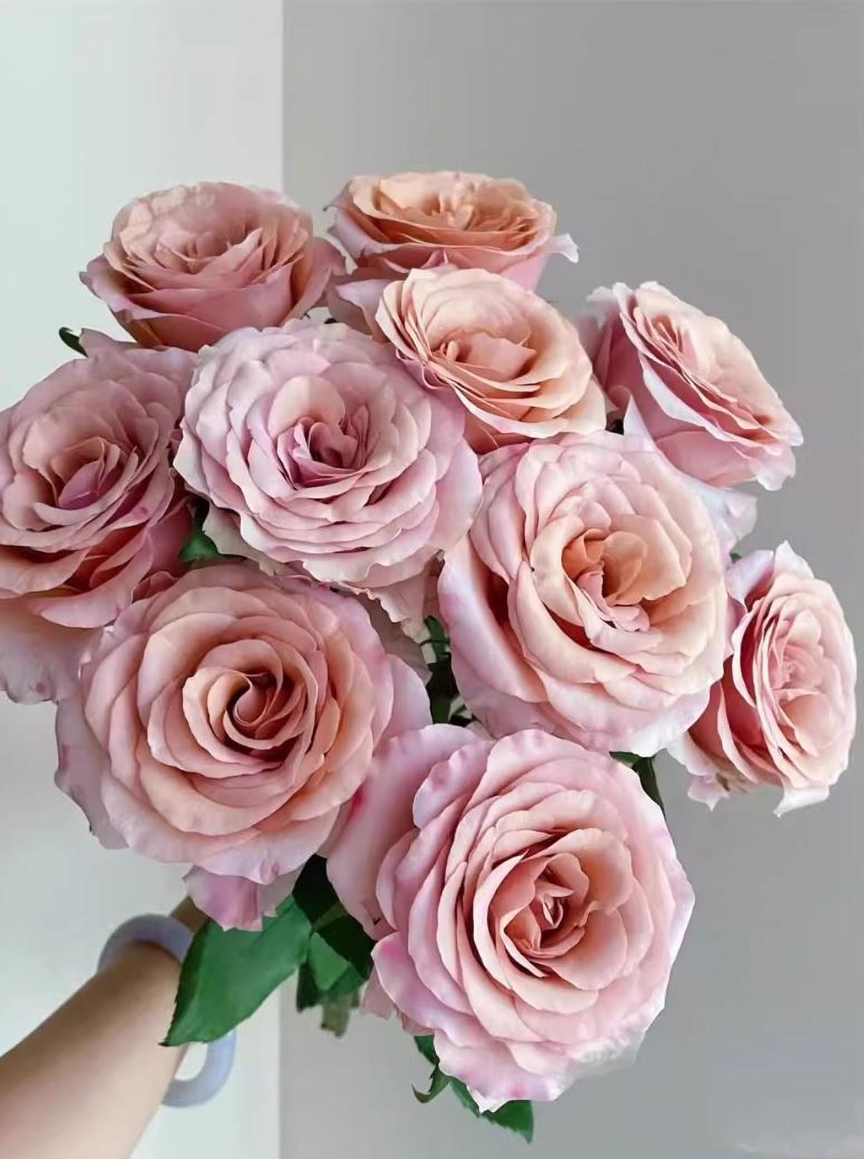 RP Moab 莫泊，Florist Shrub Rose，Upright, Heat-tolerant, disease-resistan ...