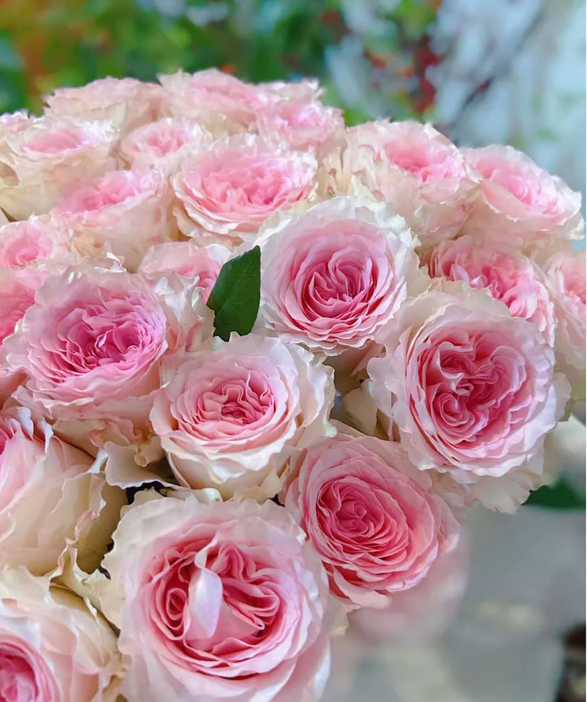 Rose Goddess of the Luo River 洛神, Non-Grafted/Own Root. – SpringlandFlowers
