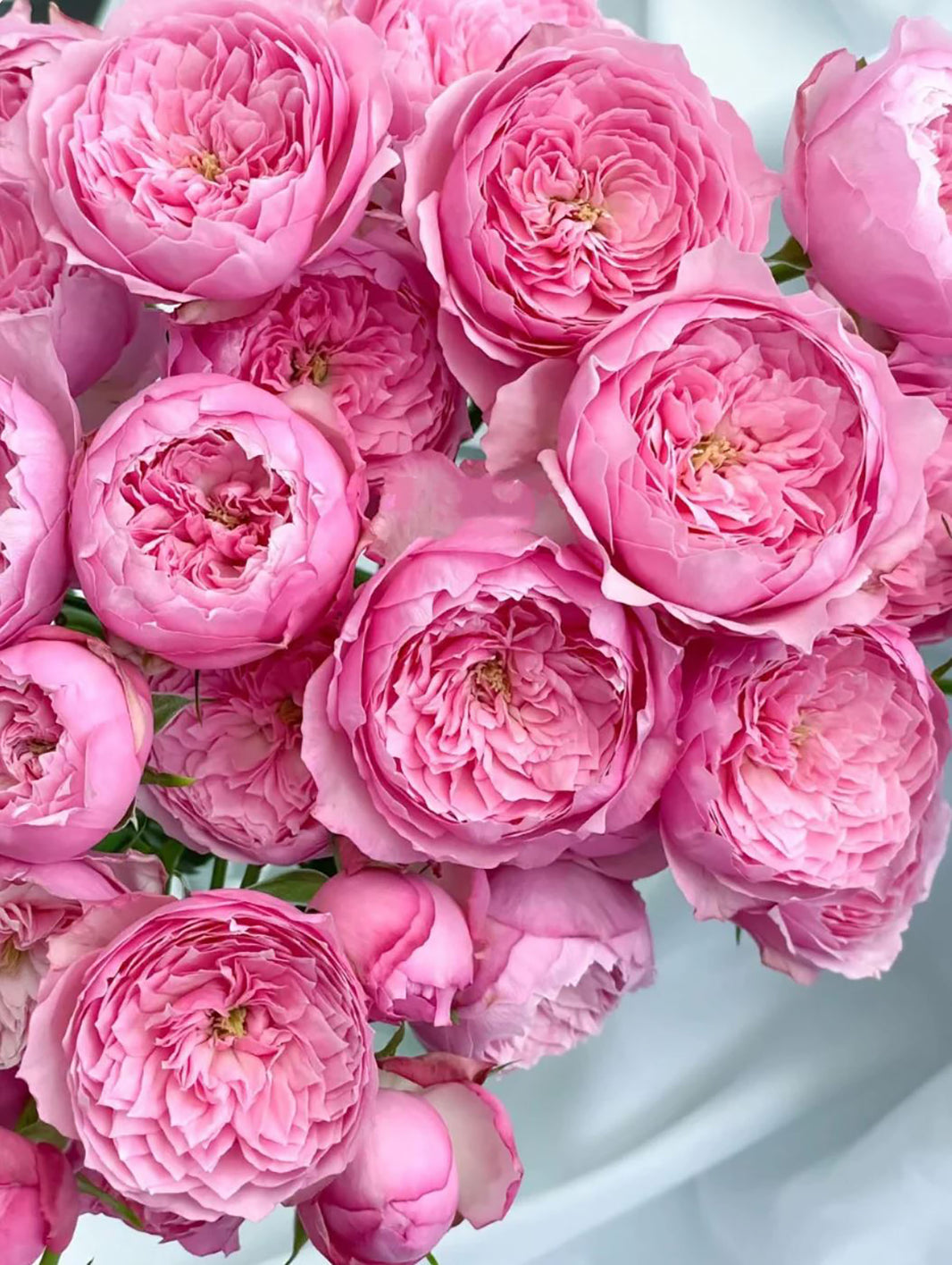 Asian Rose Species – SpringlandFlowers