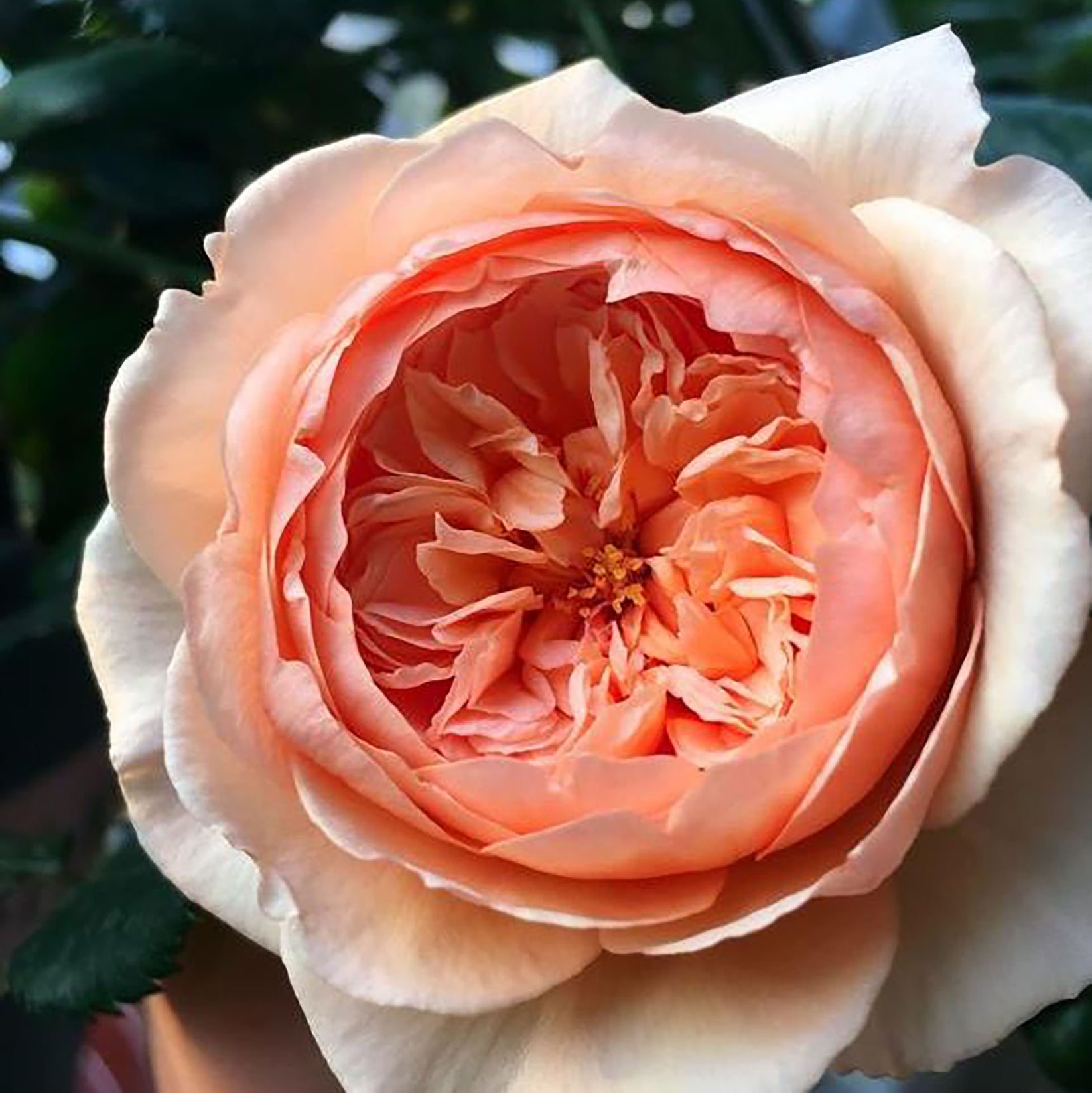 #SPJ175，Masora 真宙，Japanese Shrub Rose, Disease Resistance，Award-winnin ...