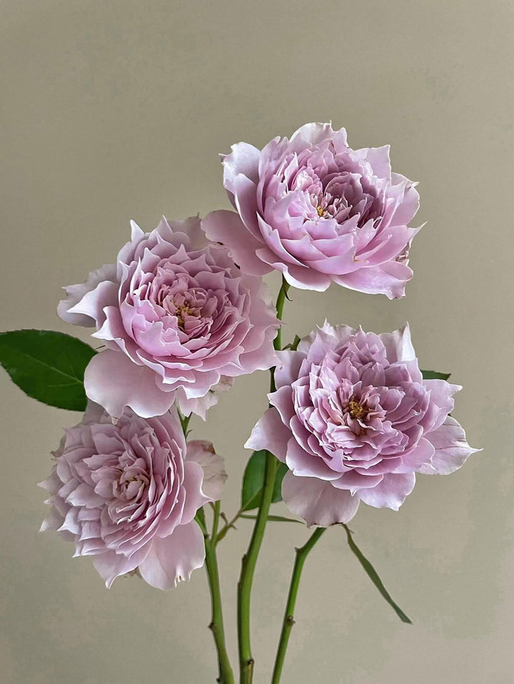 Fragrance Rose – SpringlandFlowers