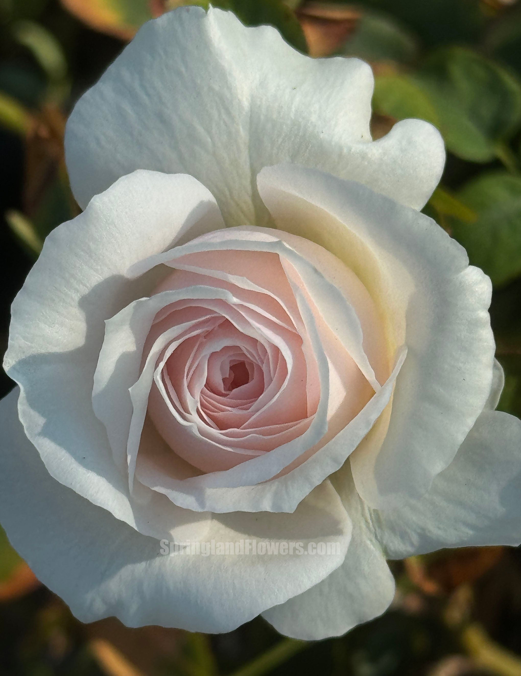 Yuka 芳香之杯，Japanese Shrub Rose，Non-Grafted/Own Root. – SpringlandFlowers